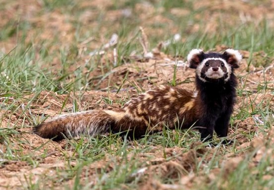 Nesli tükenme tehlikesi olan hayvan Kütahya’da görüntülendi | Kütahya Haber